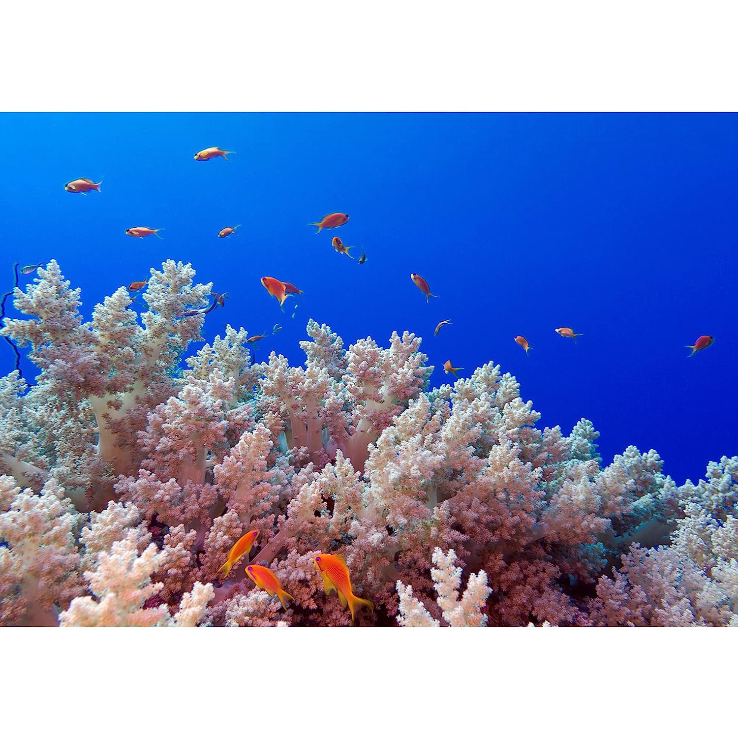 IDEA4WALL Vibrant Coral Reef Underwater Ocean Fish Paintable Wall Mural ...