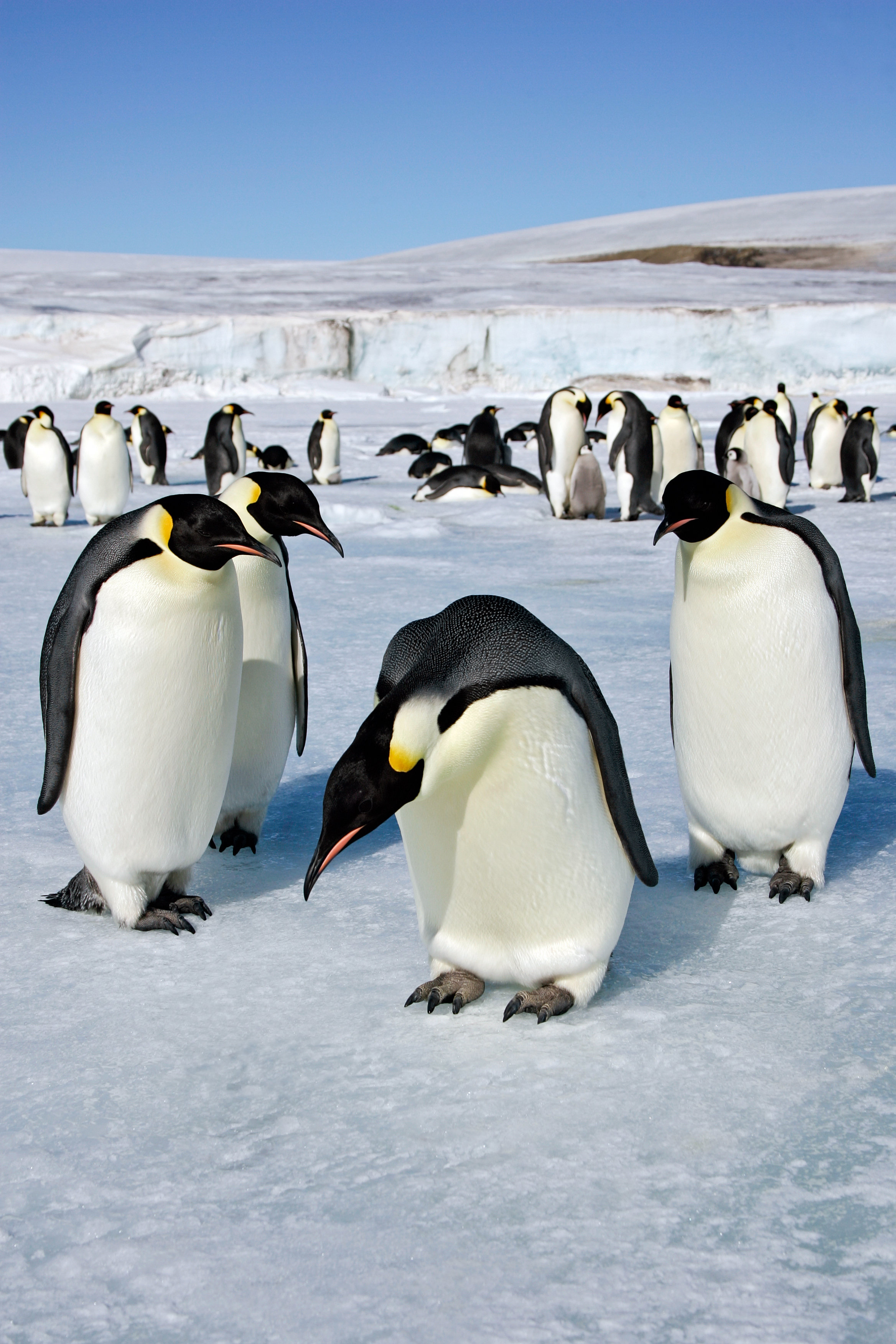 Latitude Run® Emperor Penguin Council by Keithszafranski | Wayfair