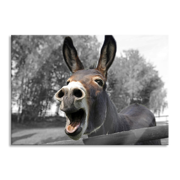 August Grove Roaring Donkey In The Enclosure, Close-up - No Frame Print ...