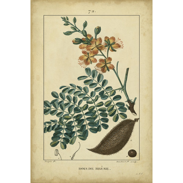 Brambly Cottage Vintage Turpin Botanical VI by Turpin - Wrapped Canvas ...