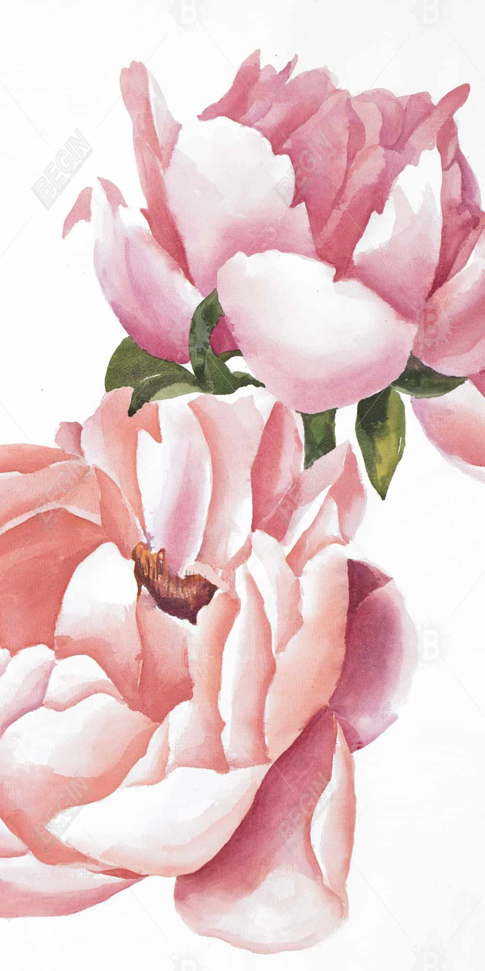 Begin Edition International Inc. Two pink watercolor roses - 15.75"x31 ...