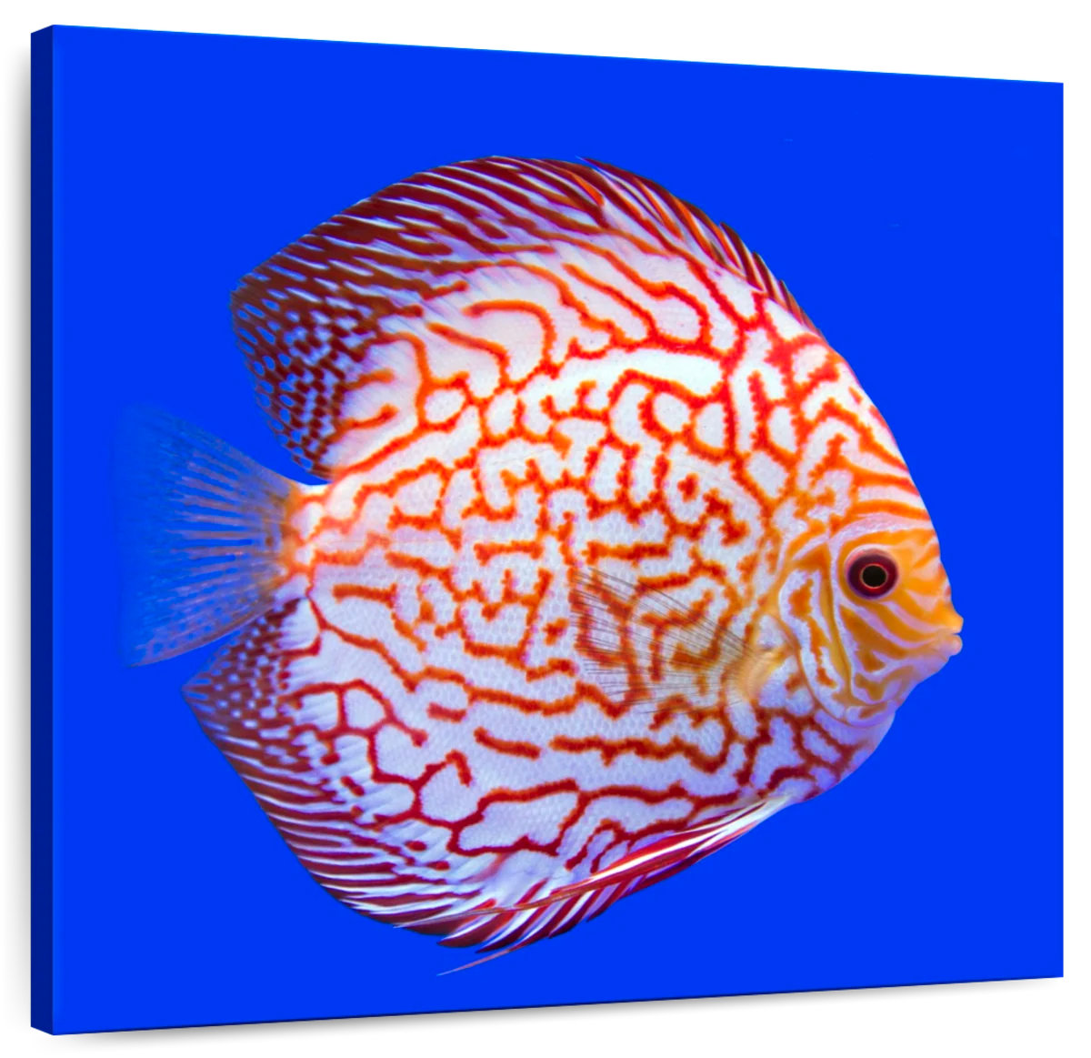 Ebern Designs Brampt Exotic Discus Fish - Wayfair Canada