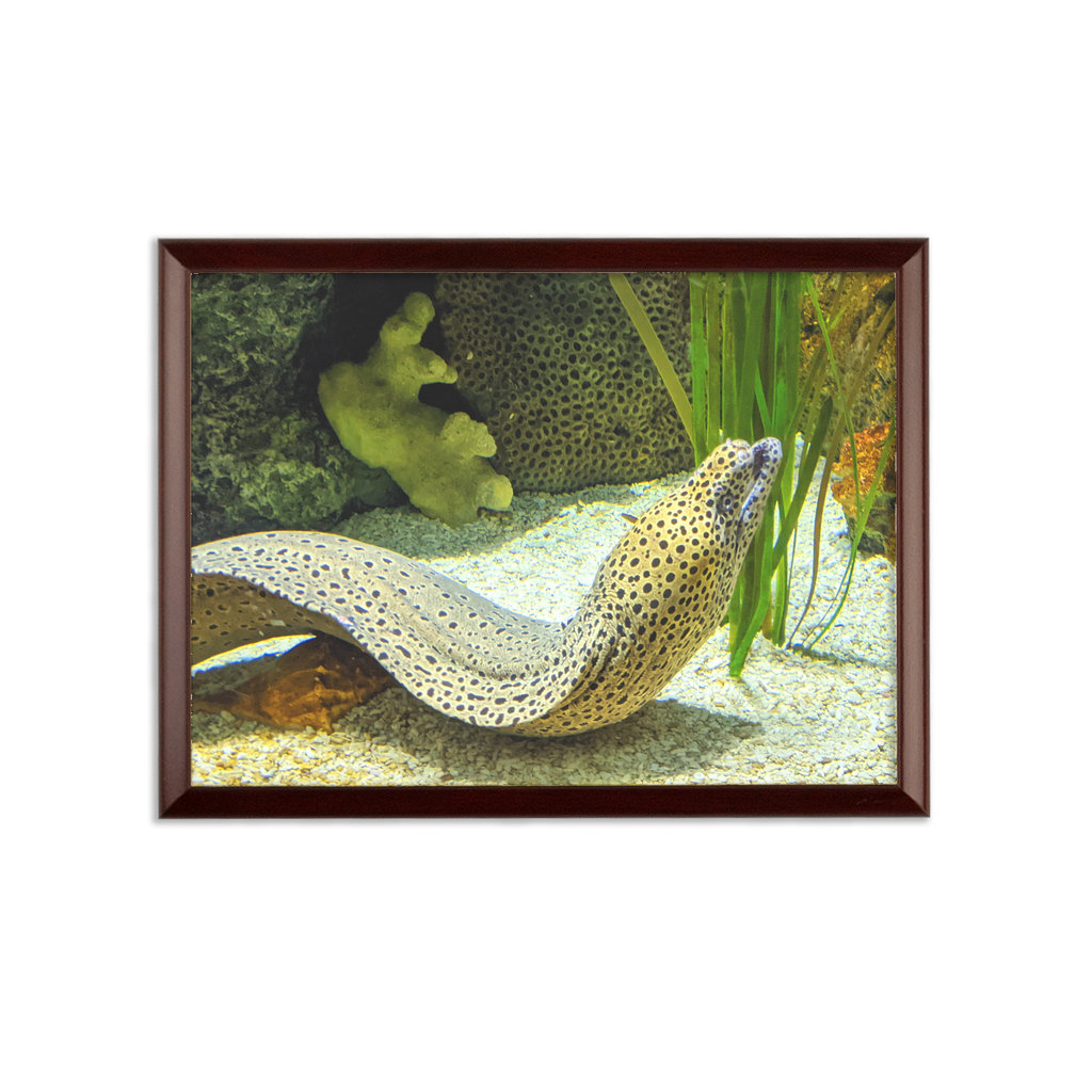 Highland Dunes Yellow Eel Sublimation Wall Plaque - Wayfair Canada