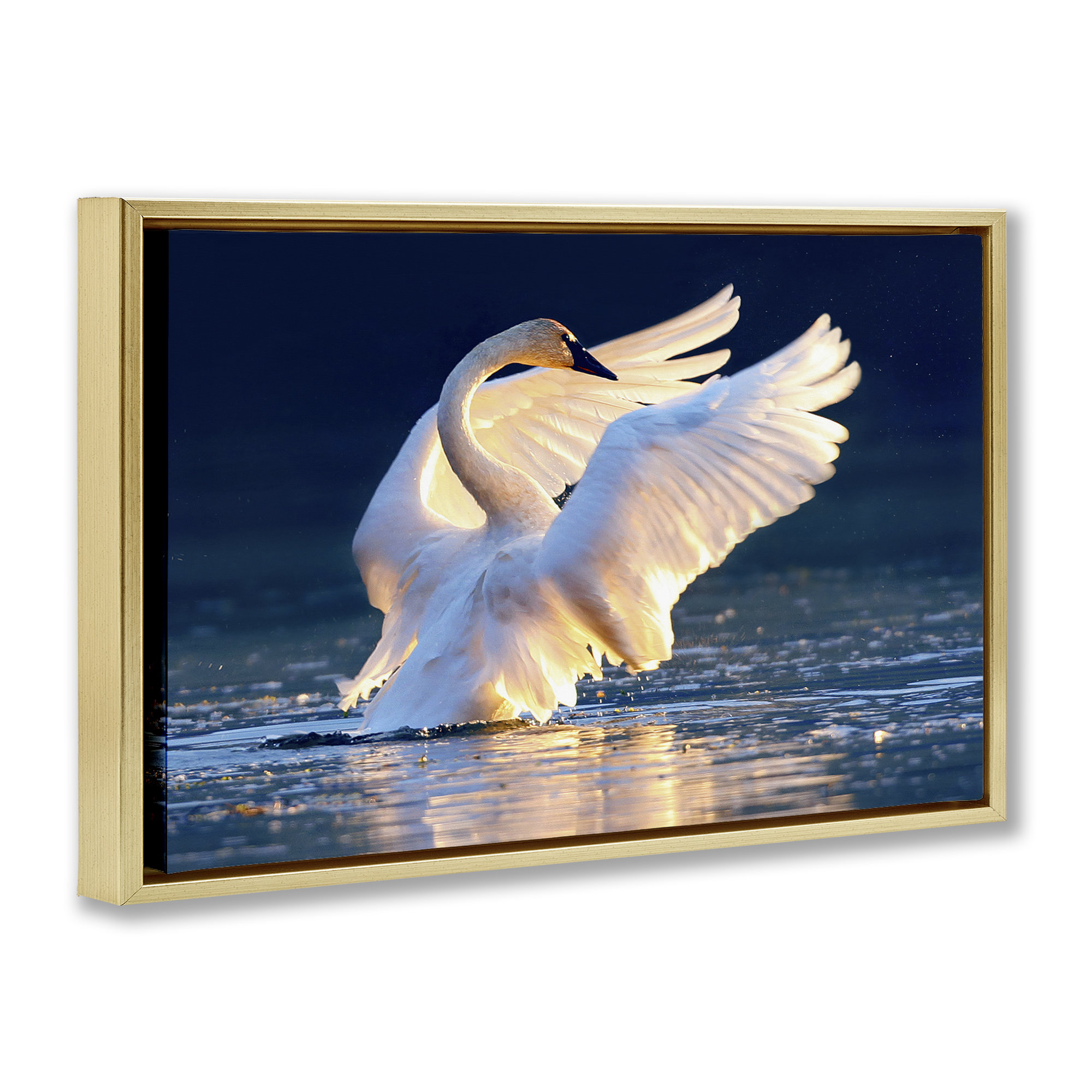 Ebern Designs Sunset Symphony Swan Black Framed Floater Canvas by Shane ...