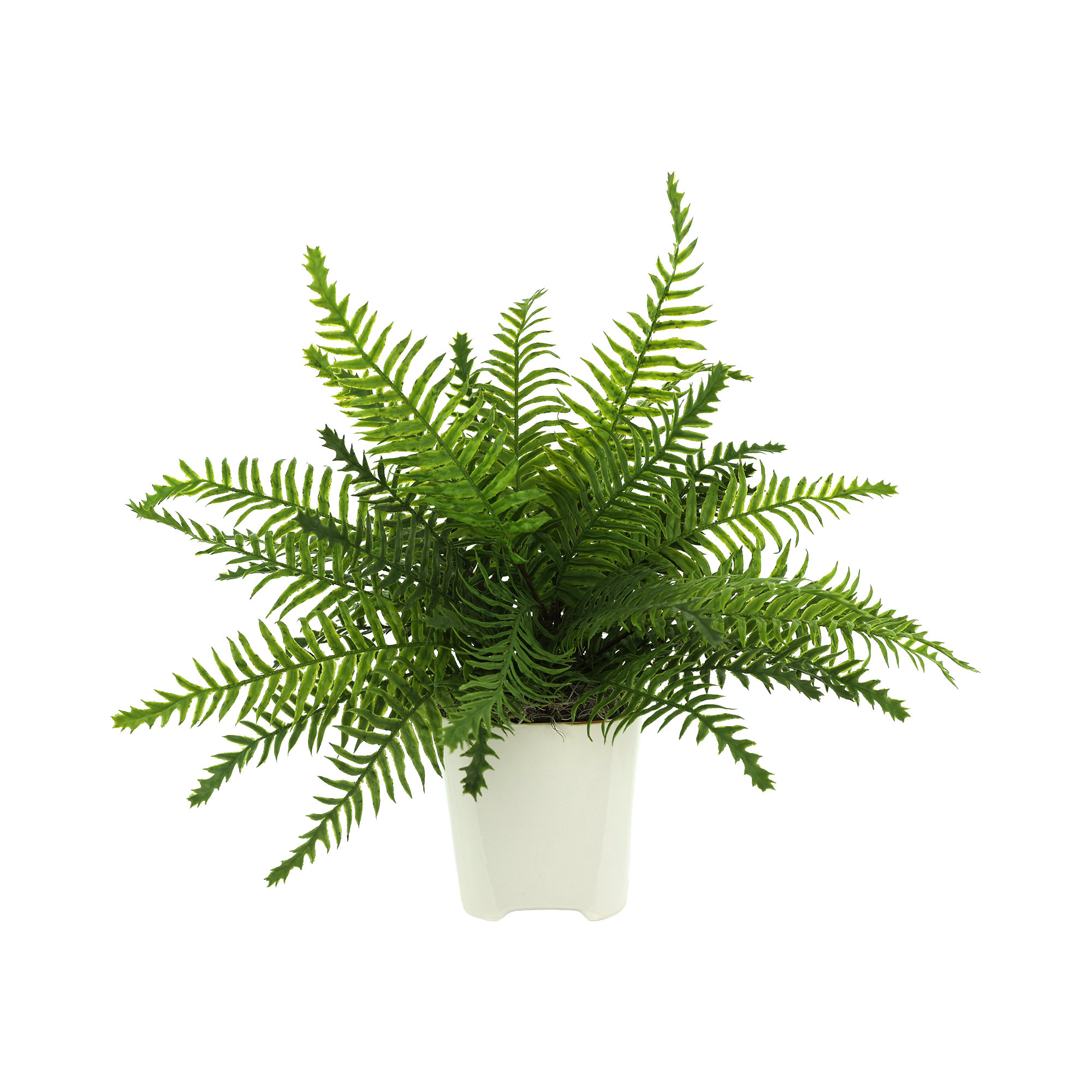 Creative Displays, Inc. Fern Plant In Cream And White Ceramic Vase ...