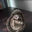 Hi-Line Gift Ltd. Hedgehog On Back Statue "& Reviews" | Wayfair