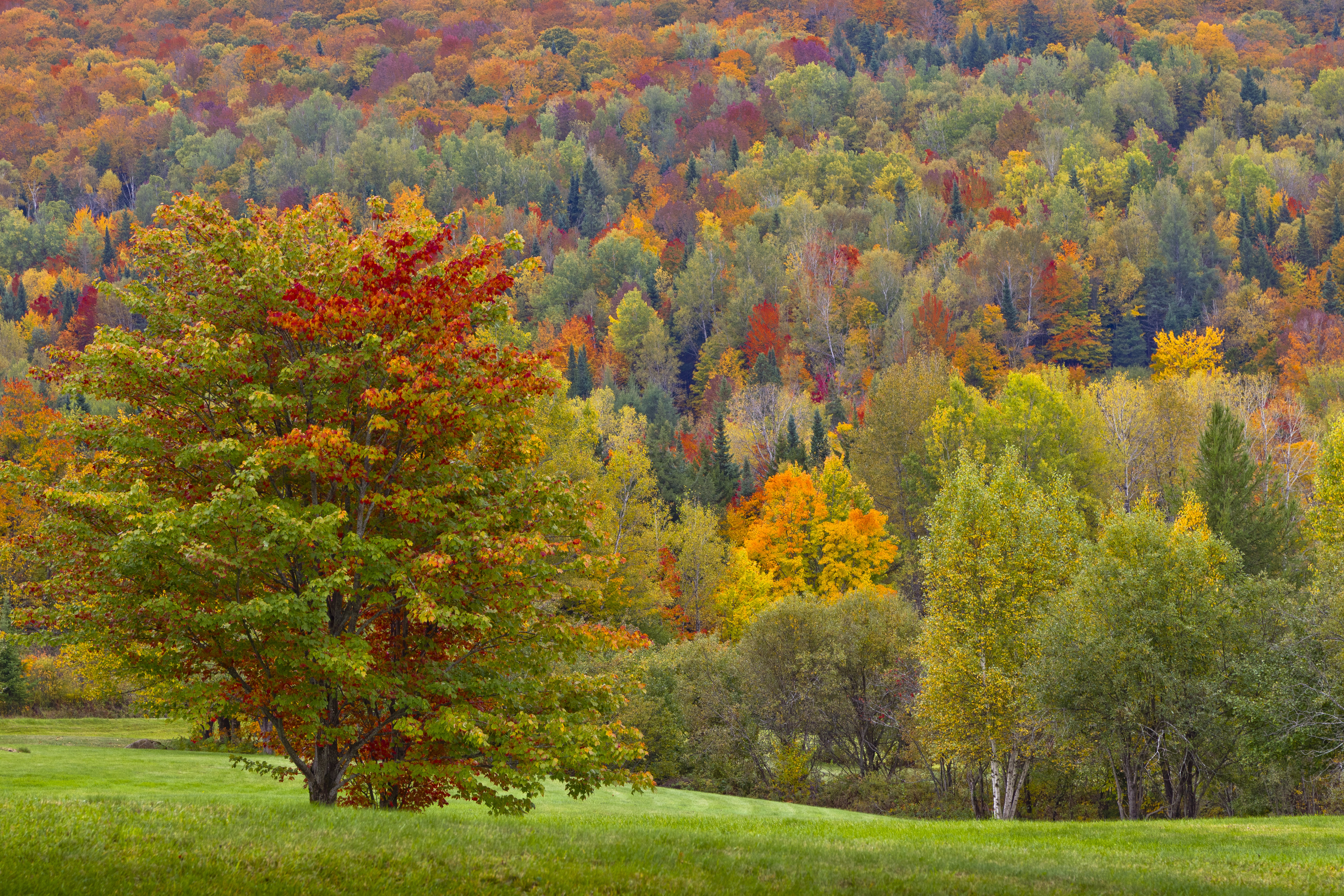 Loon Peak® Ouray Fall Foliage by Flysnow | Wayfair
