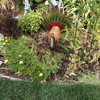 Plow & Hearth Turkey Lawn Figurine & Reviews | Wayfair
