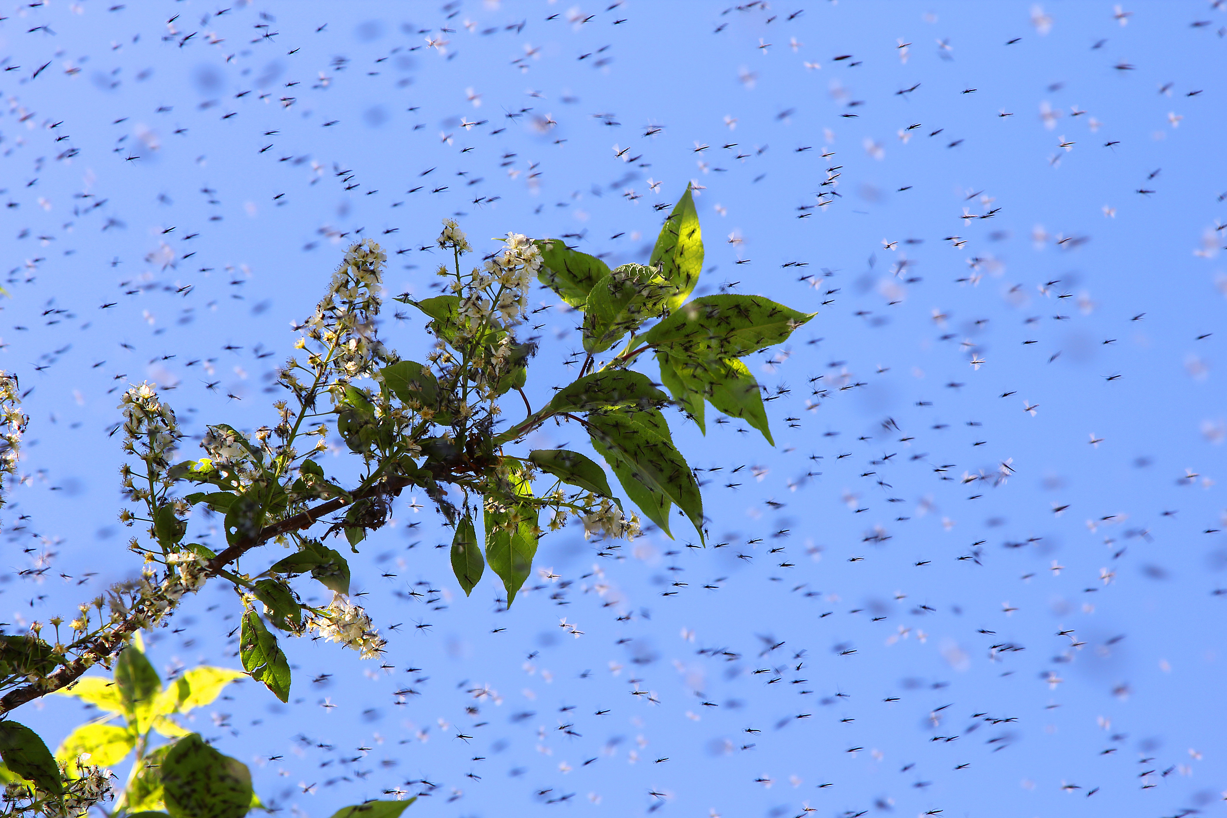 Ebern Designs Swarm of Mosquitos by Dmitry_7 | Wayfair