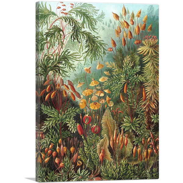 ARTCANVAS Muscinae 1903 Canvas Art Print By Ernst Haeckel | Wayfair