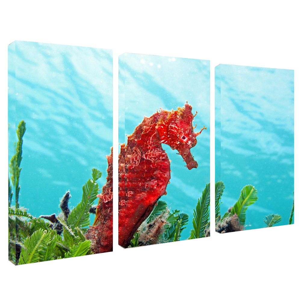 Bay Isle Home™ Seahorse by Christopher Doherty - 3 Piece Wrapped Canvas ...