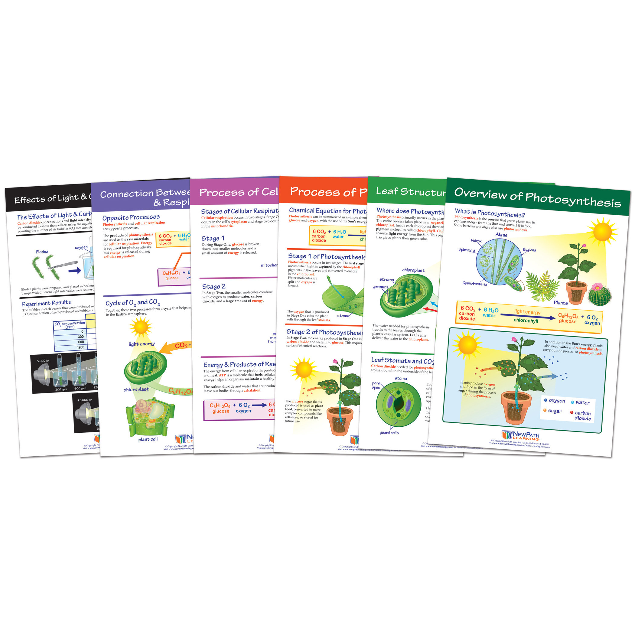 New Path Learning Photosynthesis Bulletin Board Chart Set, Grades 3-5 ...