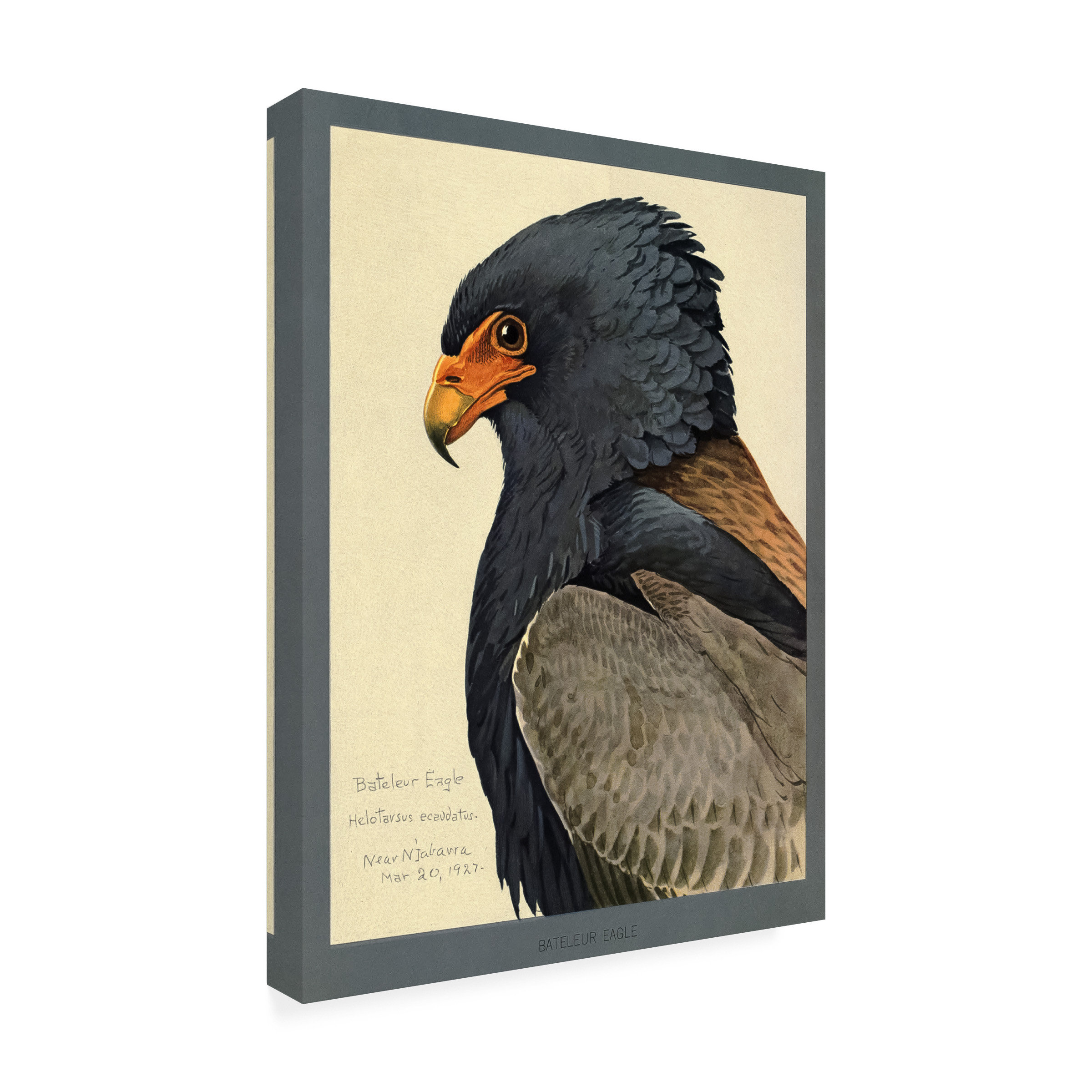 Millwood Pines Abyssinian Bateleur Eagle On Canvas by Print Collection ...