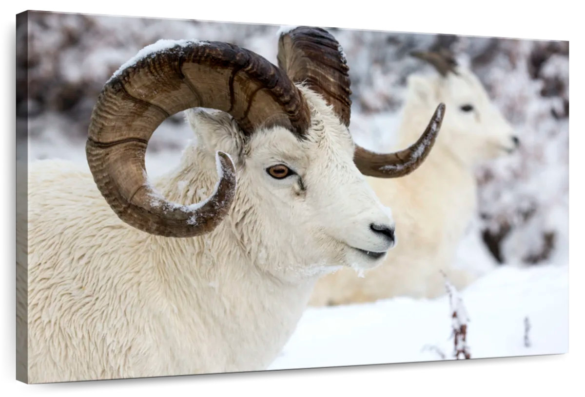 Ebern Designs Winter Dall Sheep | Wayfair