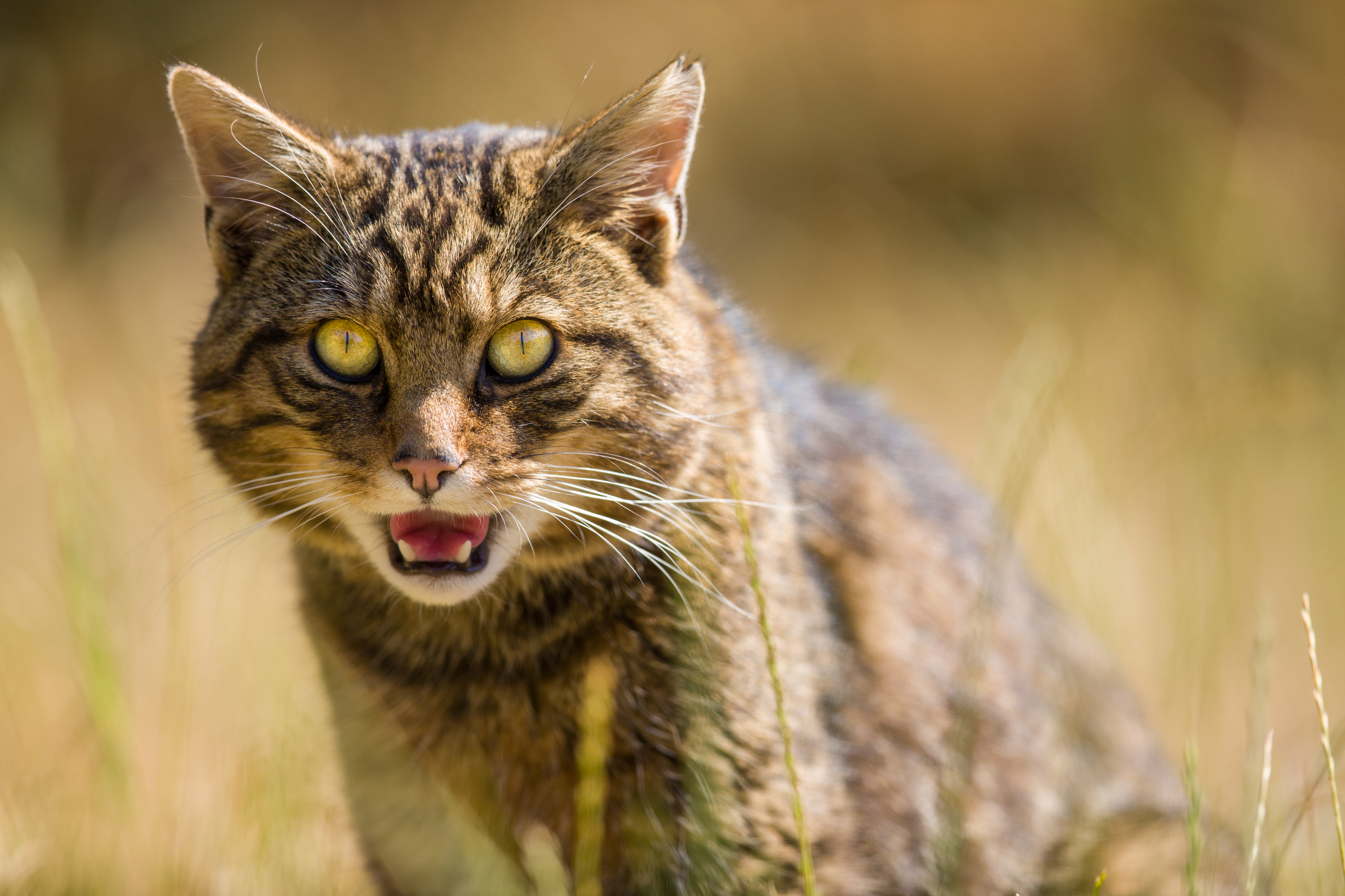 Ebern Designs Scottish Wildcat by Turbohampster - Wrapped Canvas ...