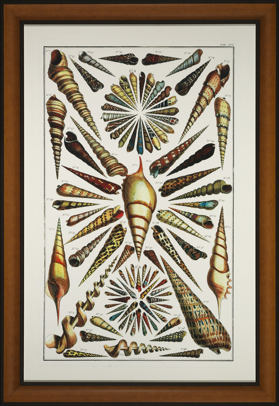 Wendover Art Group Shell Arrangement - Picture Frame Graphic Art | Wayfair