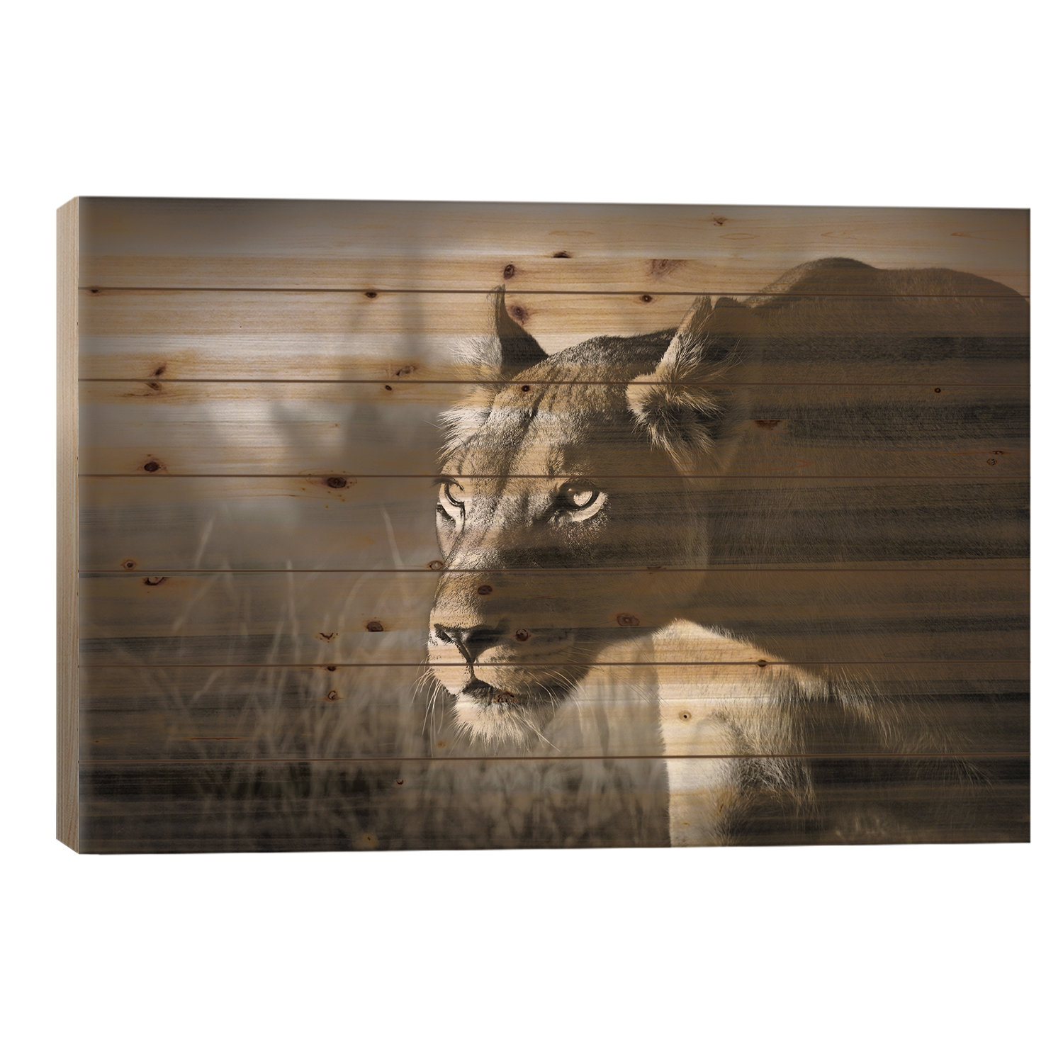 Millwood Pines Lioness Stalking by Johan Swanepoel - Unframed ...