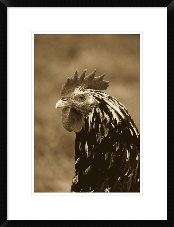 Global Gallery 'Domestic Chicken, Gournay Cockerel, Close-Up of Head ...