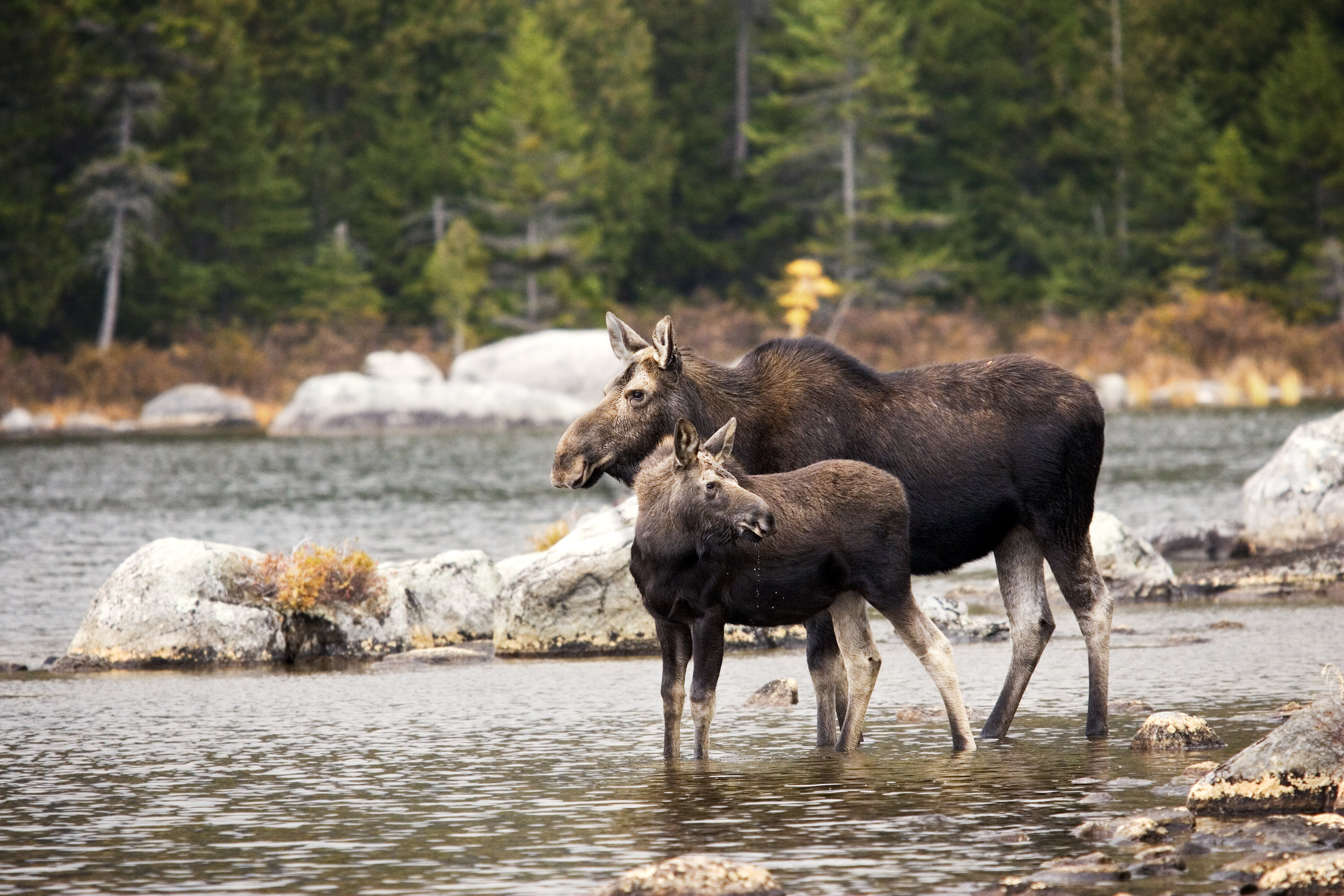 Millwood Pines Mother Moose and Yearling Calf - Wrapped Canvas ...