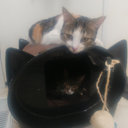 KatKabin Cat House & Reviews | Wayfair