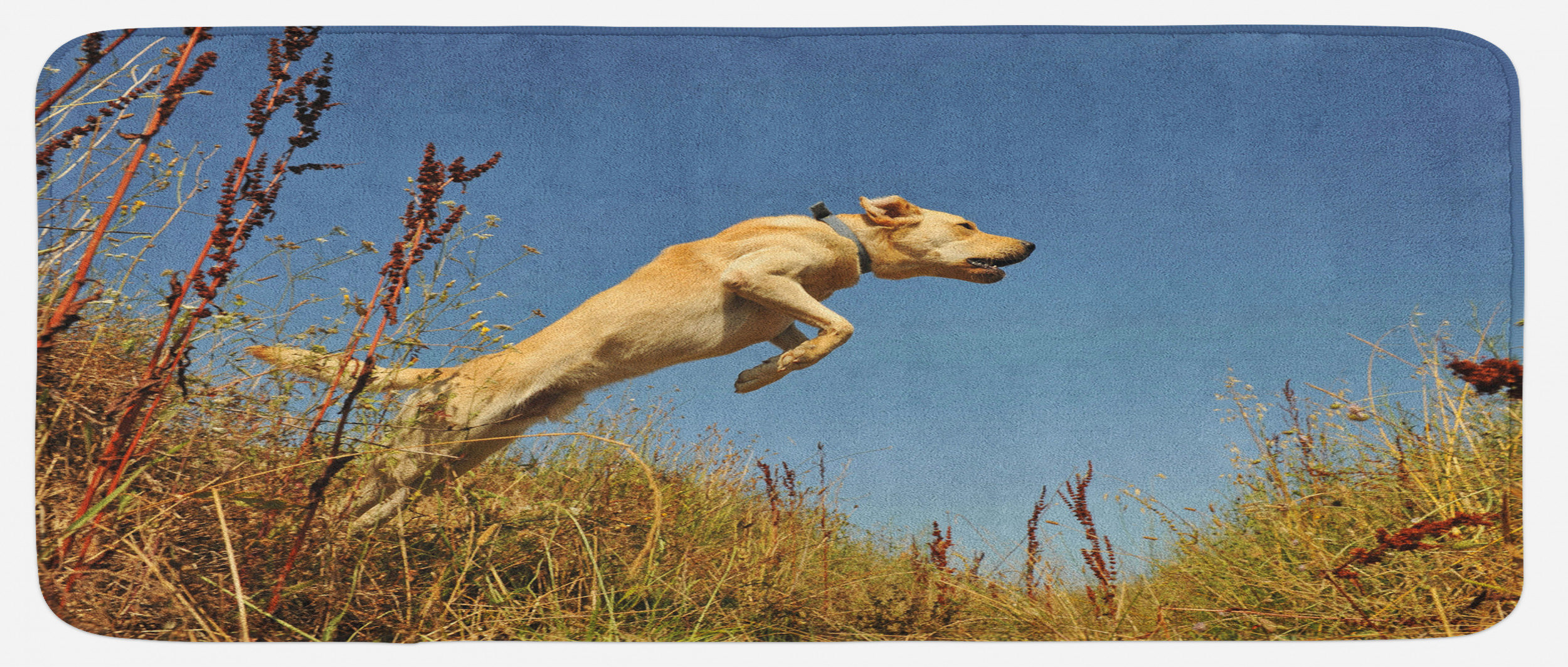 East Urban Home Purebred Labrador Retriever Jumping In A Field Blue Sky ...