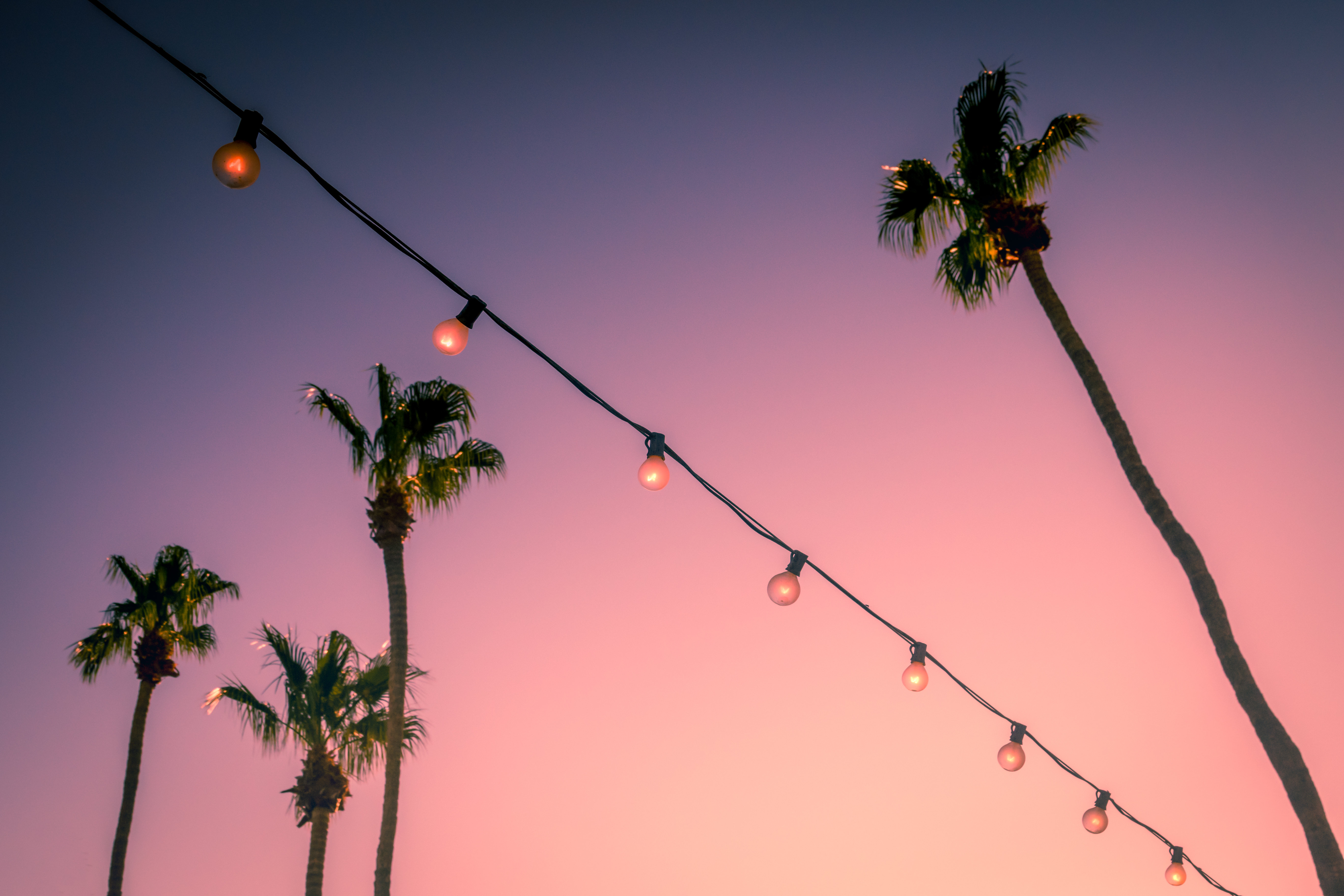 Bay Isle Home™ Palm Trees and String Lights by Yvonnestewarthenderson ...