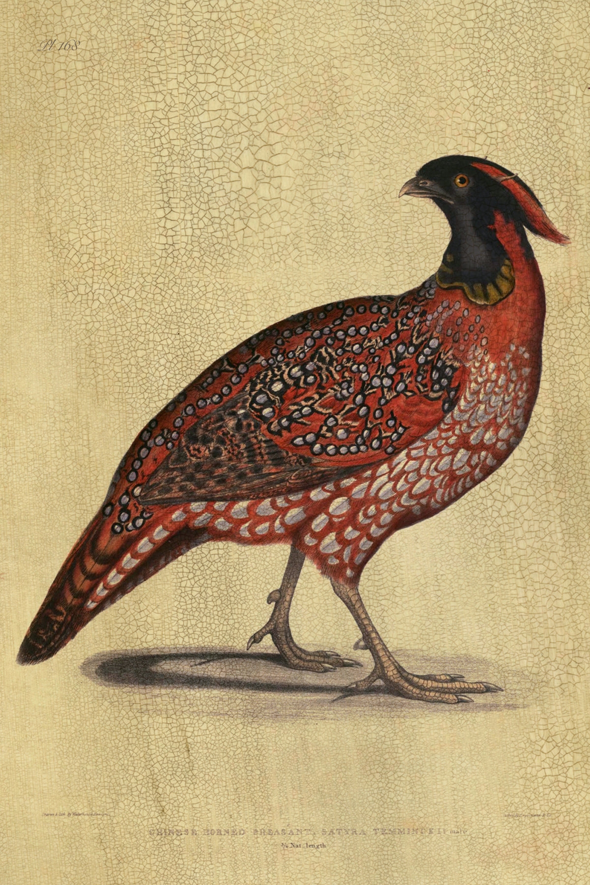 Wendover Art Group Black Headed Phesant 4 - Wrapped Canvas Print | Wayfair