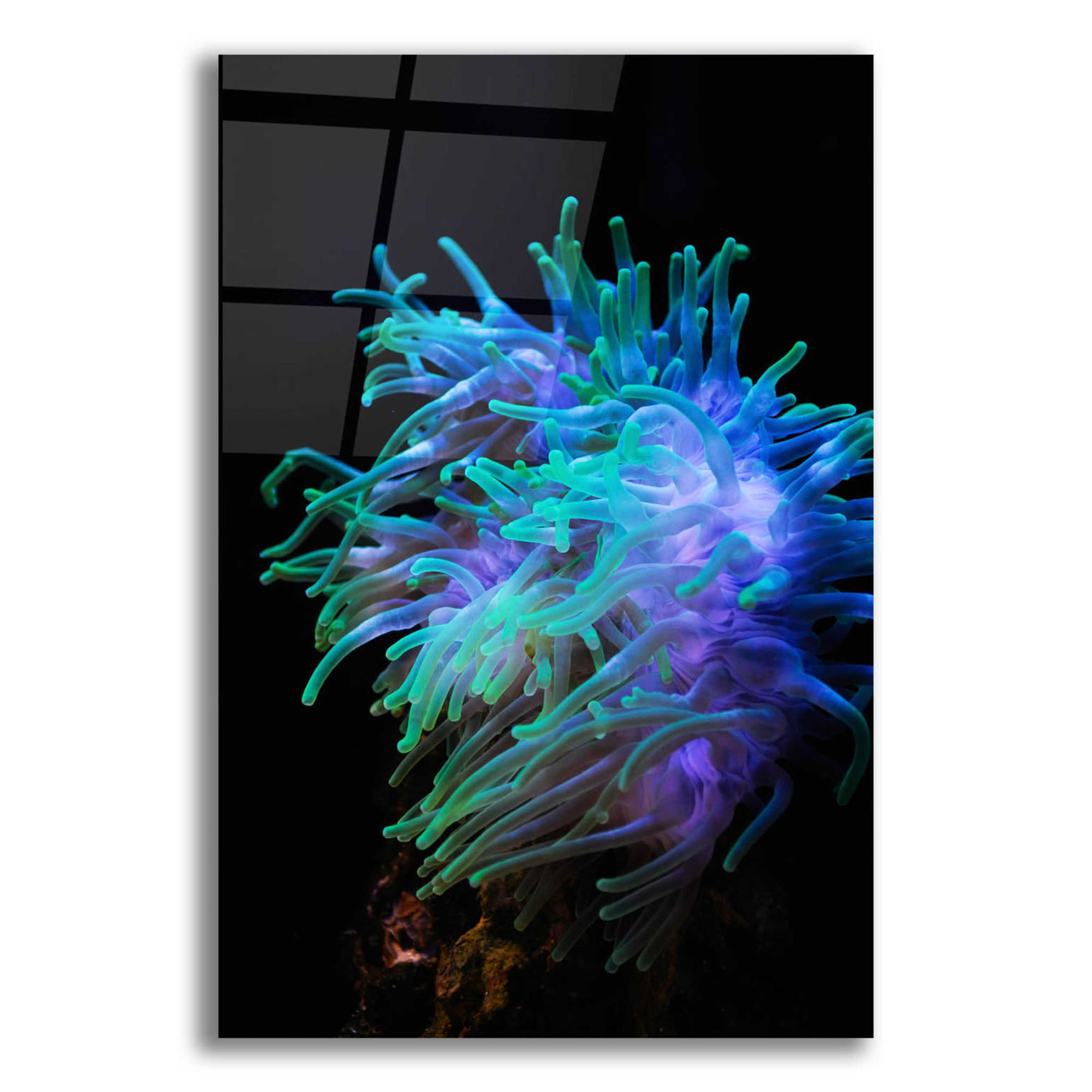 Wrought Studio™ 'Actinia' By Epic Portfolio Acrylic Glass Wall Art ...