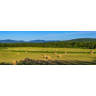 Loon Peak® Panorama Of Round Hay Bales In A Hay Field With Mountains ...