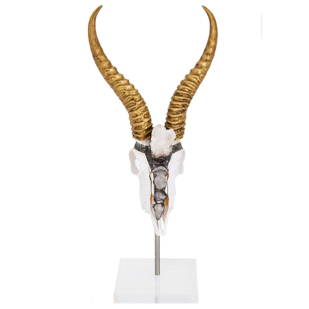 Jamie Dietrich Springbok Skull Mounted with Horns Wall Décor - Wayfair ...