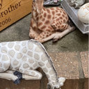 Hi-Line Gift Ltd. Laying Down Giraffe Statue & Reviews | Wayfair