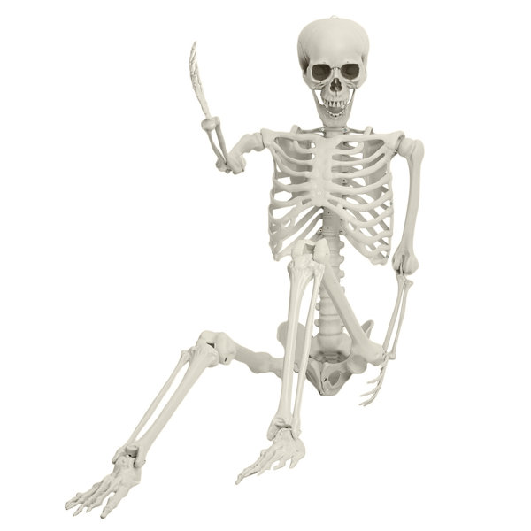 Trinx 5.4FT Poseable Skeleton Prop Life Size Plastic Halloween Human ...