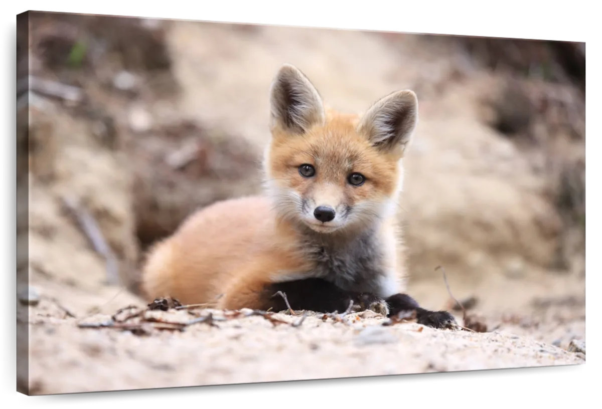 Ebern Designs Little Brown Fox - Wayfair Canada