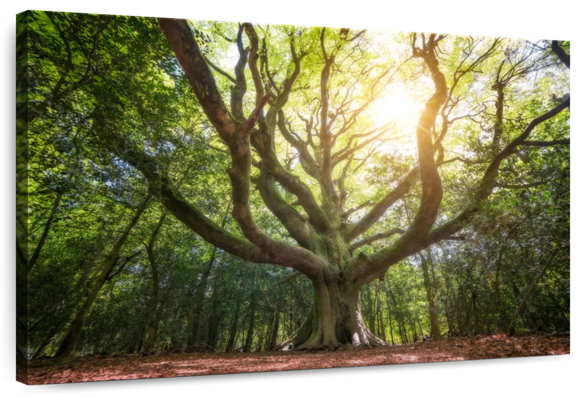 Lark Manor™ Harnek Big Old Broceliande Beech Tree | Wayfair