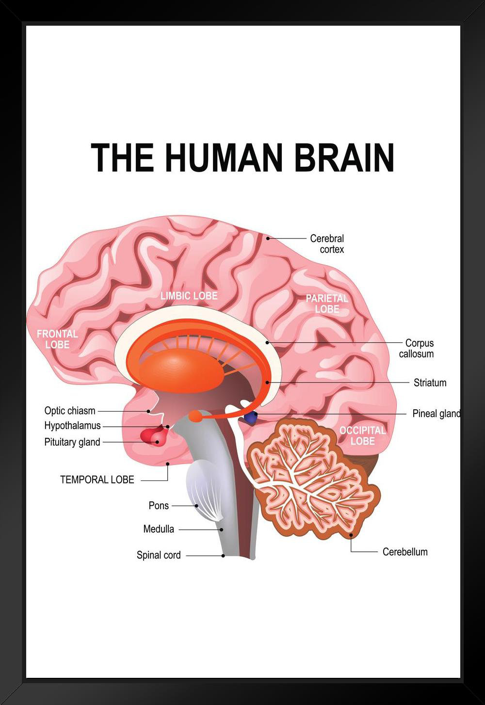 Trinx Detailed Anatomy Of The Human Brain Chart White Wood Framed ...