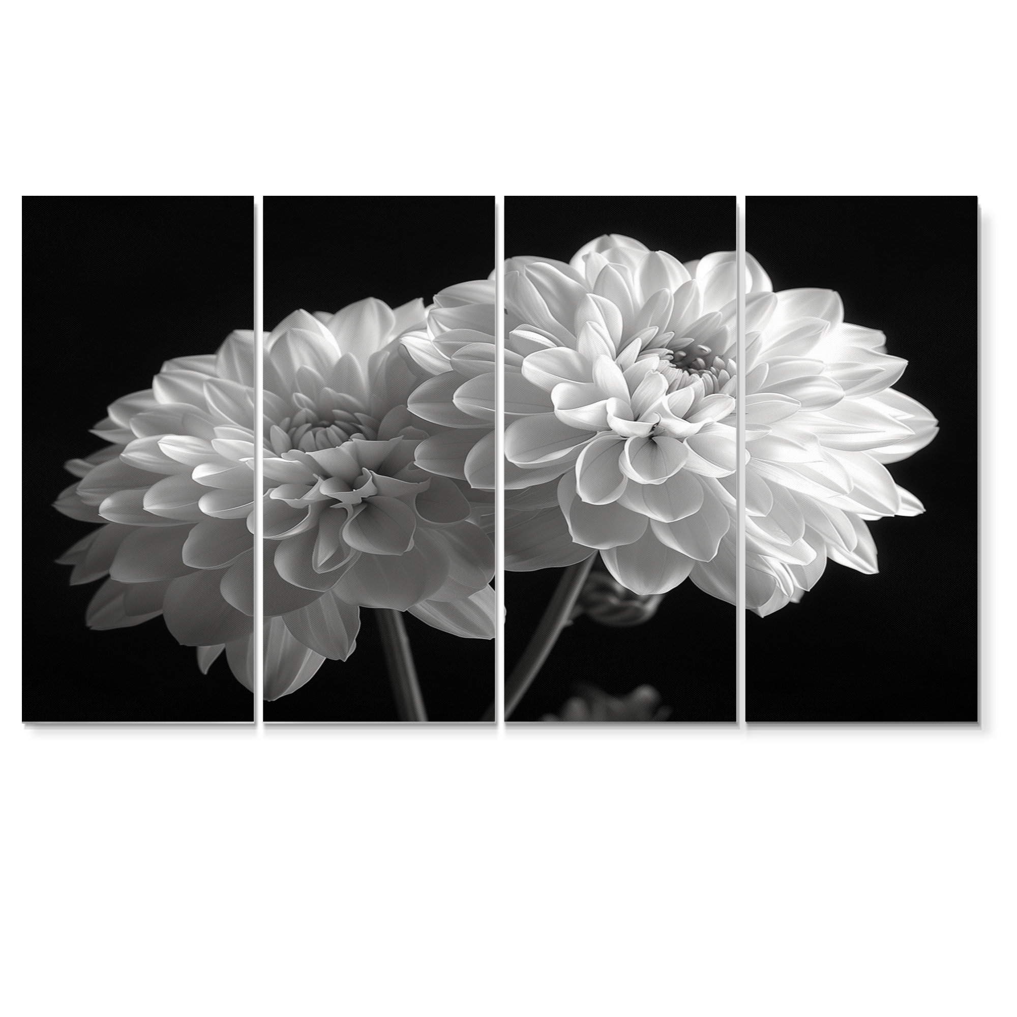 Ebern Designs Monochrome White Black Mums Botanical Beauty I - Mums ...
