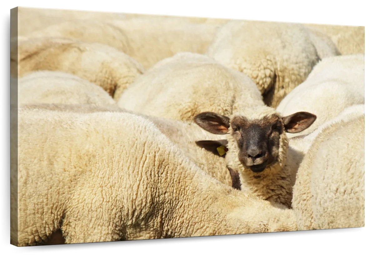 Elephant Stock Sheep In Flock | Wayfair