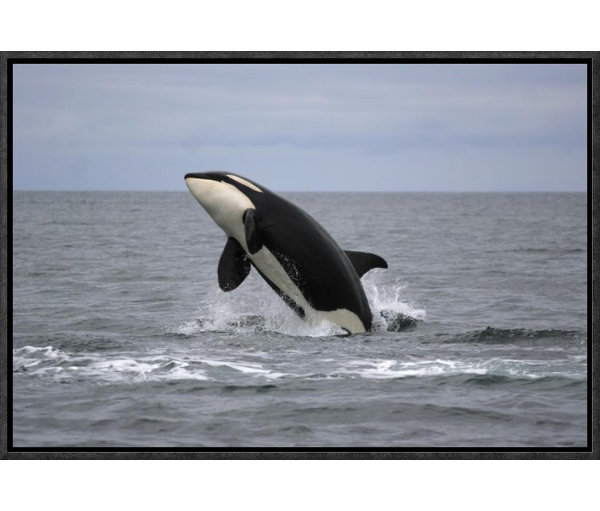 East Urban Home 'Orca Breaching' Framed Photographic Print on Canvas ...