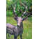 Inspirational Gifting Standing Stag Aluminium Dear Sculpture | Wayfair ...