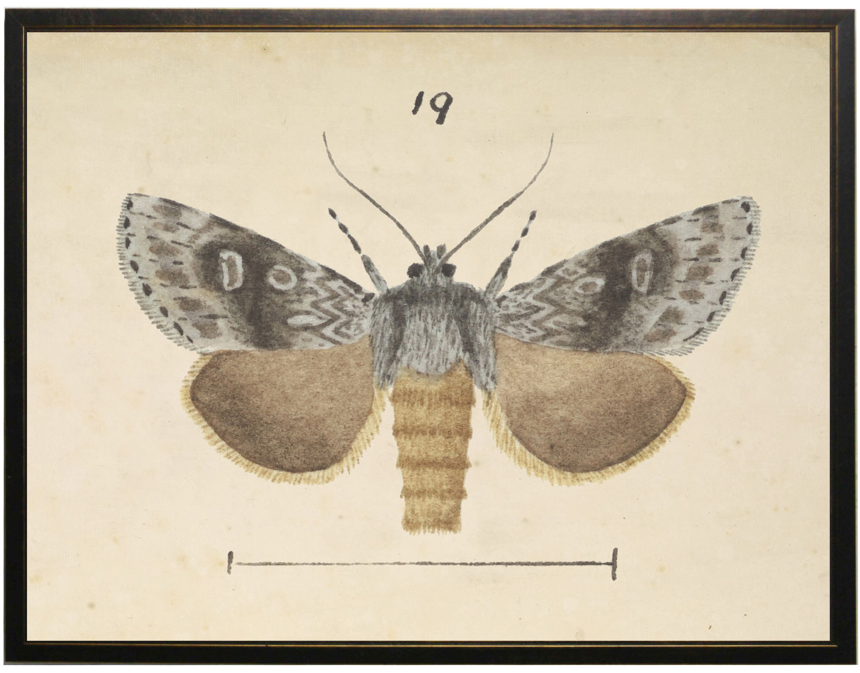 August Grove® Vintage Moth Framed On Paper Print | Wayfair