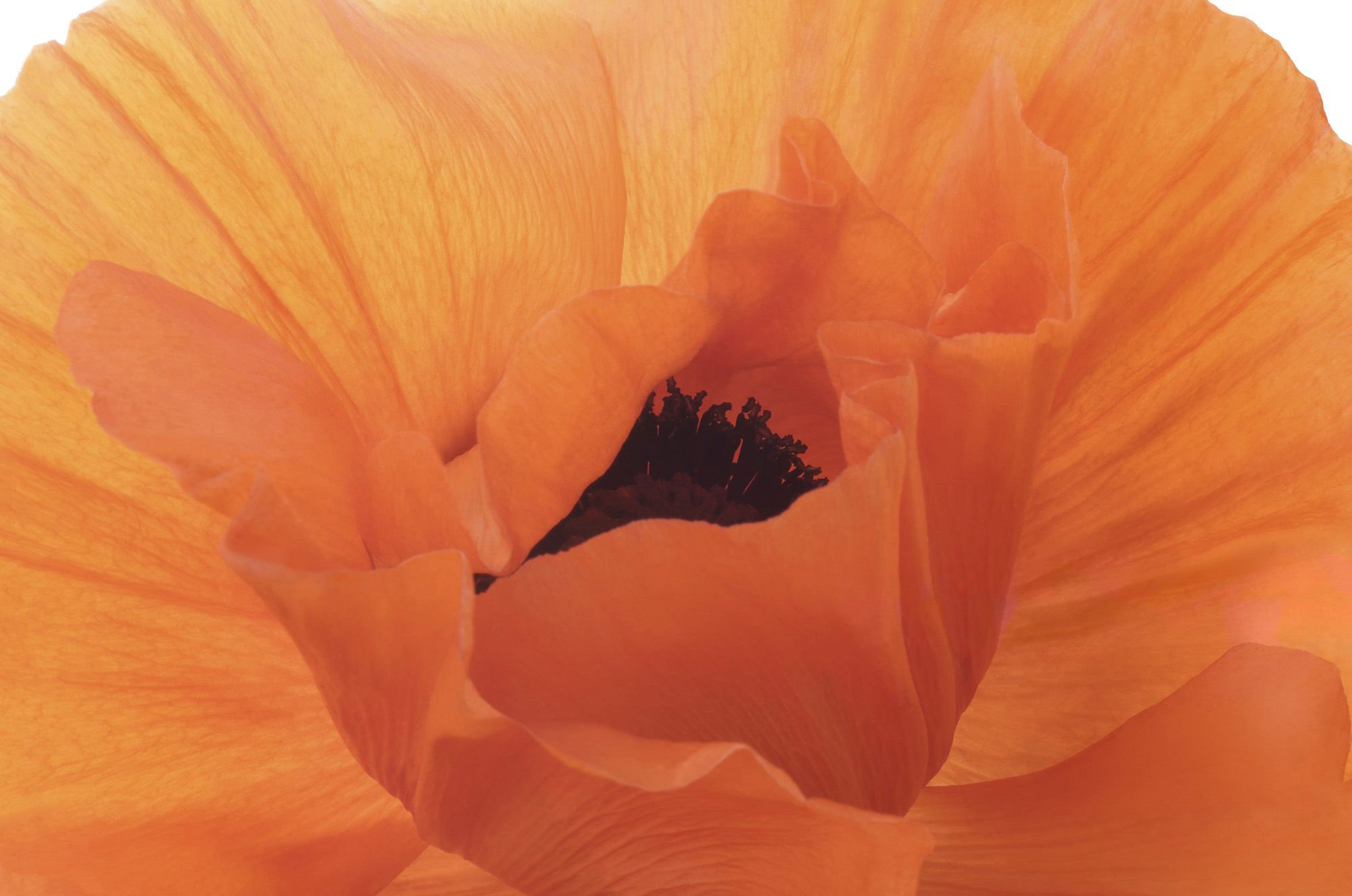Wendover Art Group Brillant Orange Poppy 2 | Wayfair