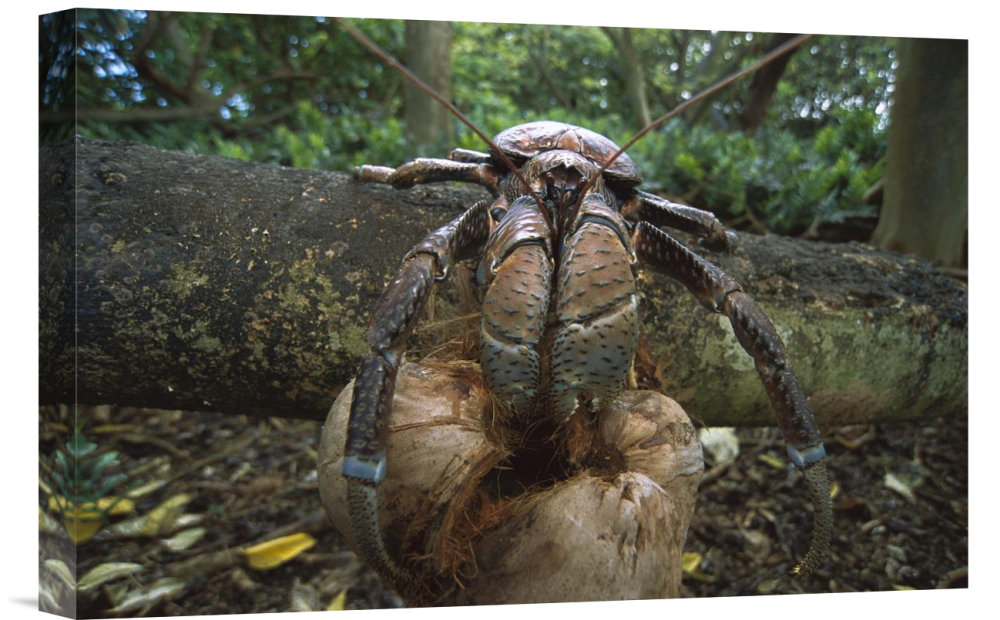 coconut crab eats coconut