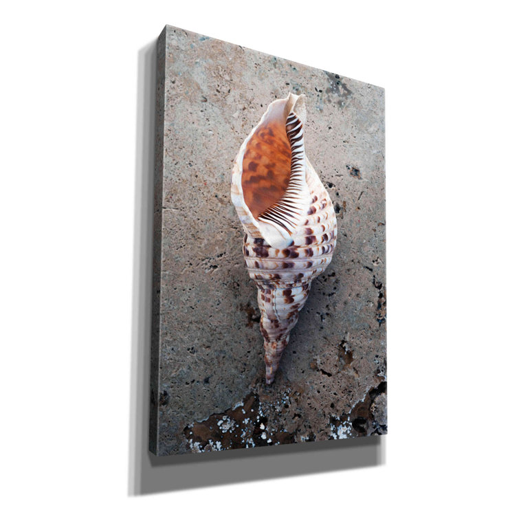 Dovecove Spotted Conch Shell On Canvas by Elena Ray Print - Wayfair Canada