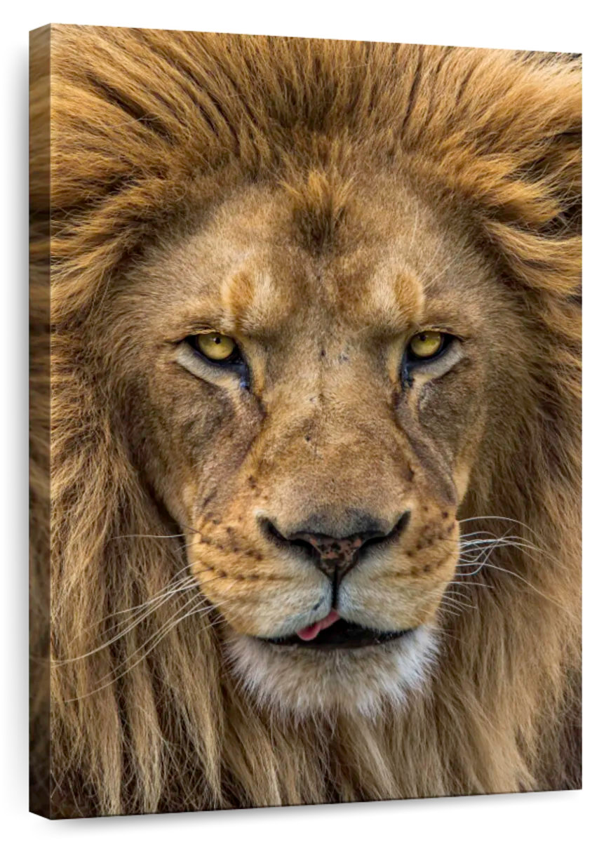 Elephant Stock Handsome Lion Head | Wayfair
