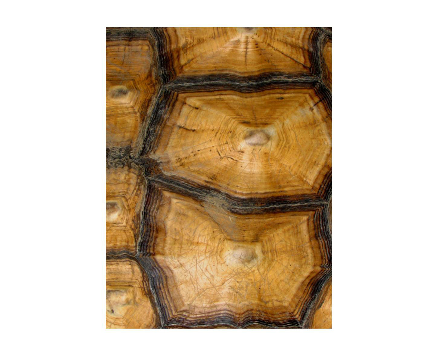 Chelsea Art Studio Carapaced Motif VII by Austin Beiv - Graphic Art ...