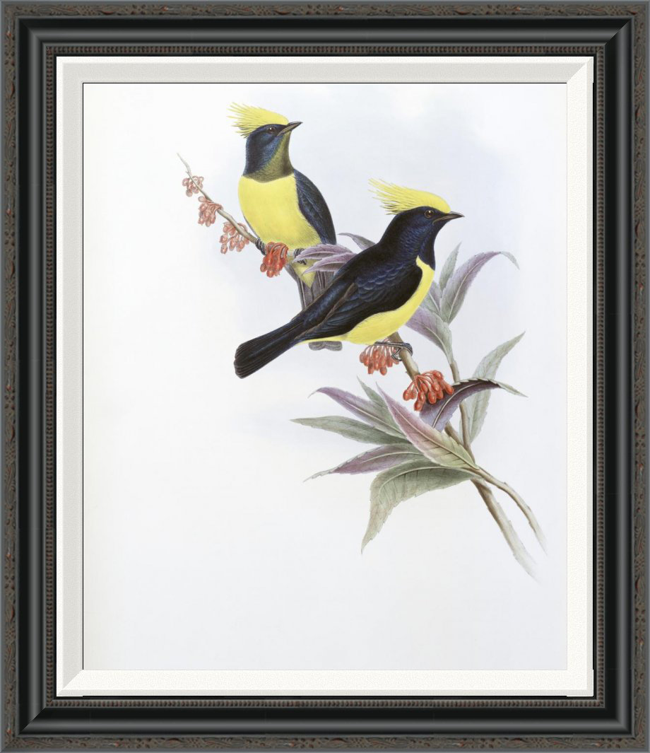 Global Gallery 'Sultan Tit' by John Gould Framed Painting Print | Wayfair