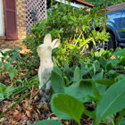Wind & Weather Bunny / Rabbit Animals Garden Statue & Reviews | Wayfair