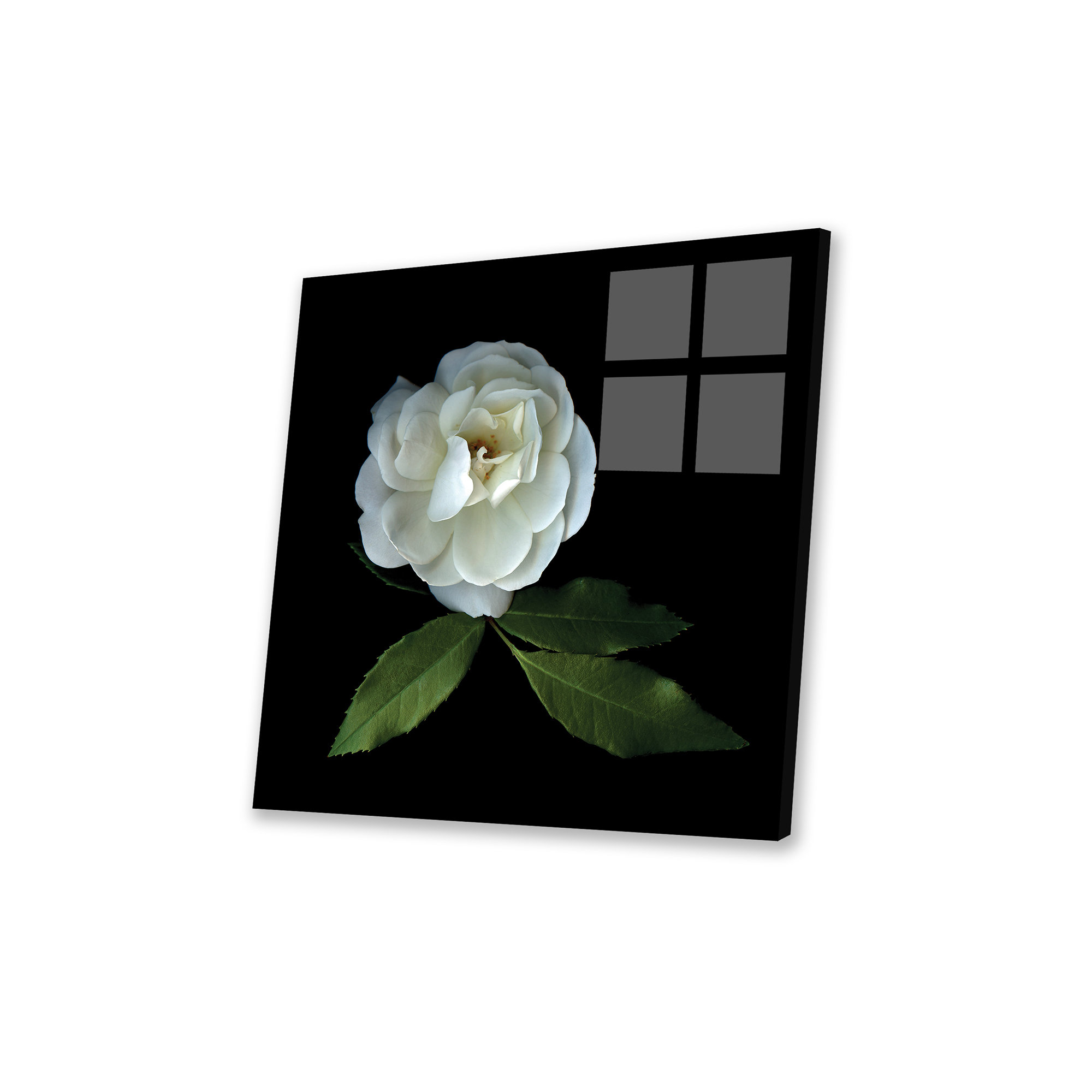 Latitude Run® White Roses XIV by Magda Indigo - Unframed Print | Wayfair