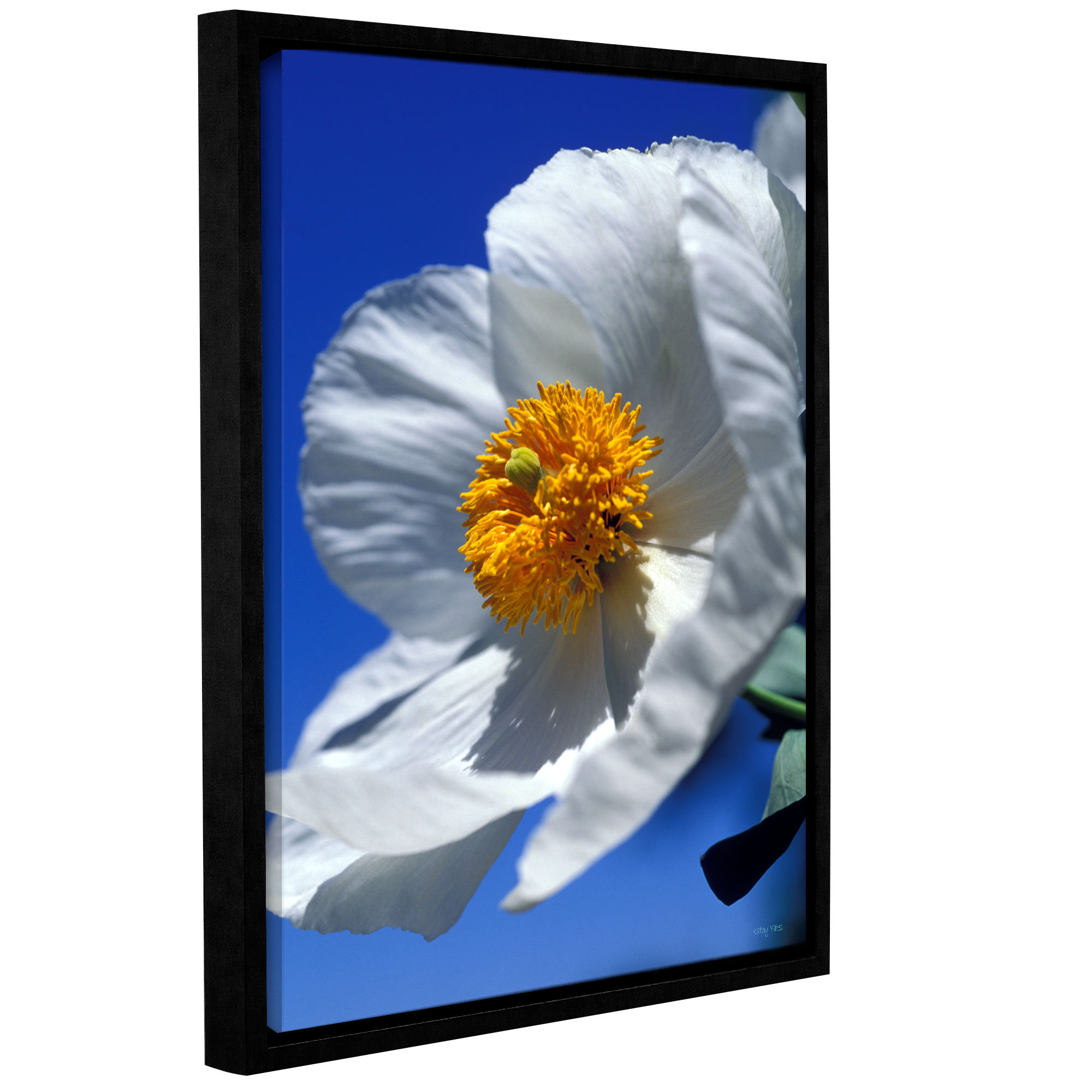 ArtWall Matilija Poppy by Kathy Yates Framed Photographic Print | Wayfair