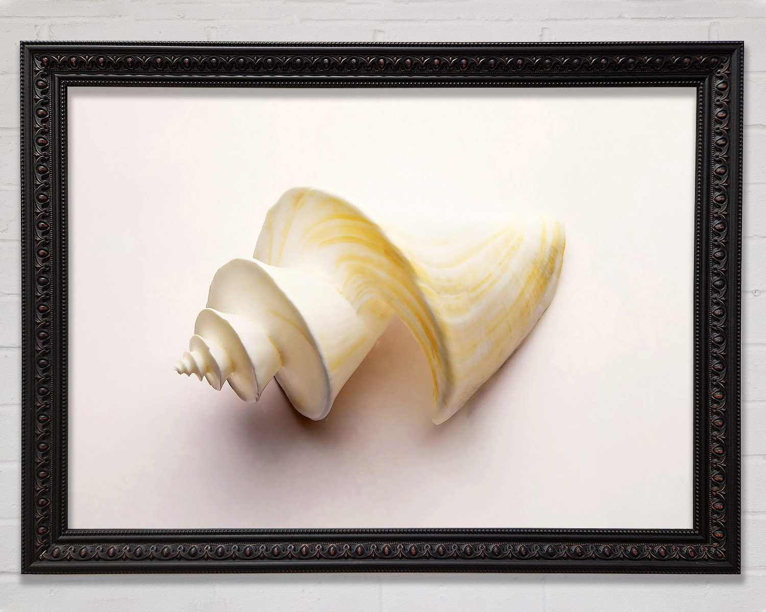 Haus am Meer Stunning Silver Shell Framed Print | Wayfair.co.uk